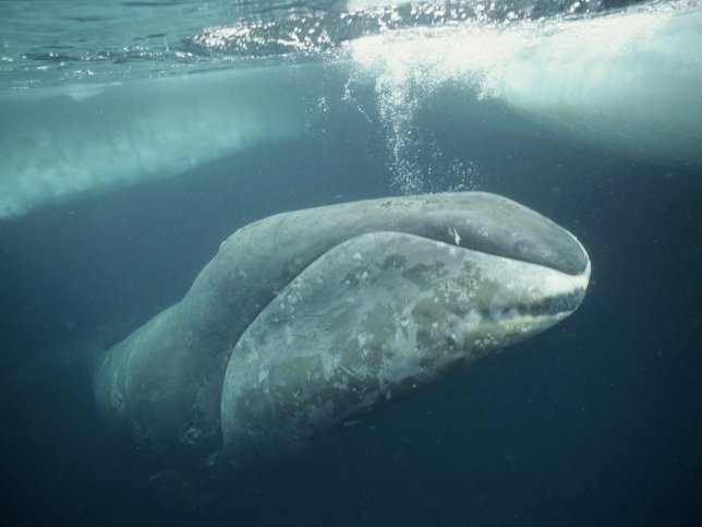 De waanzinnige walvis | Bedreigde dieren | WWF-Rangers