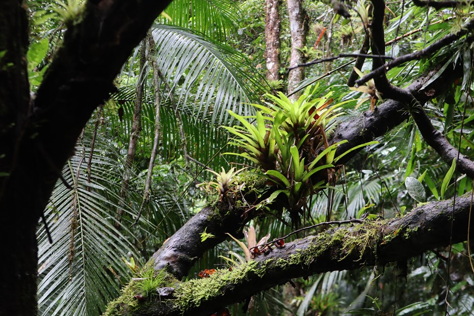 Rangers in het Regenwoud | WWF Jaguars United